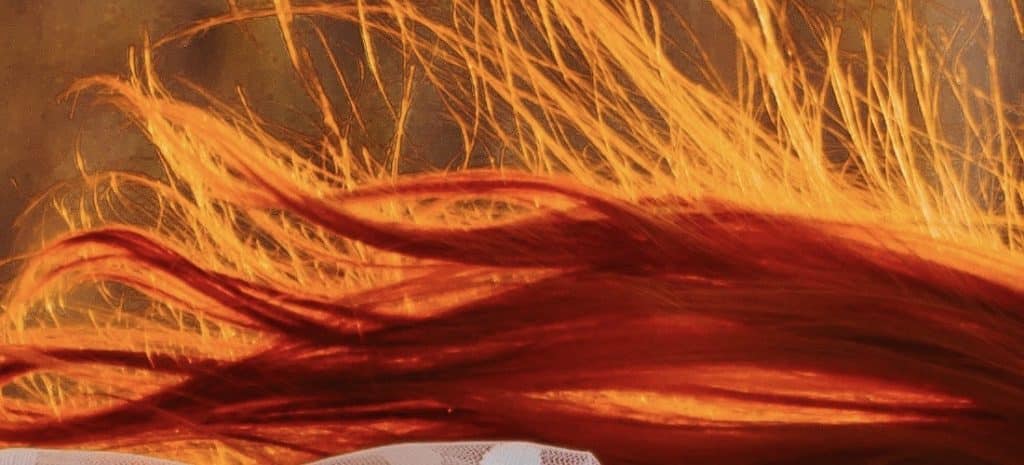 Will redheads go extinct? | Ginger Parrot